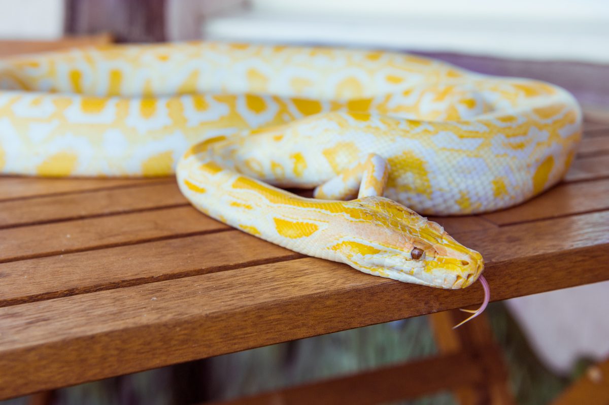Types of Snakes in NYC – Animal Control in NYC & New Jersey