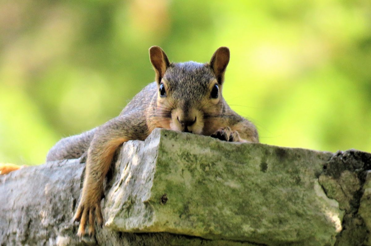 From Holes to Havoc: The Hidden Dangers of Groundhog Damage and How to ...