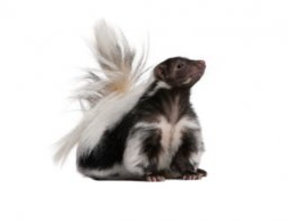 Skunk Removal 101: Understanding the Process and Why It Requires ...