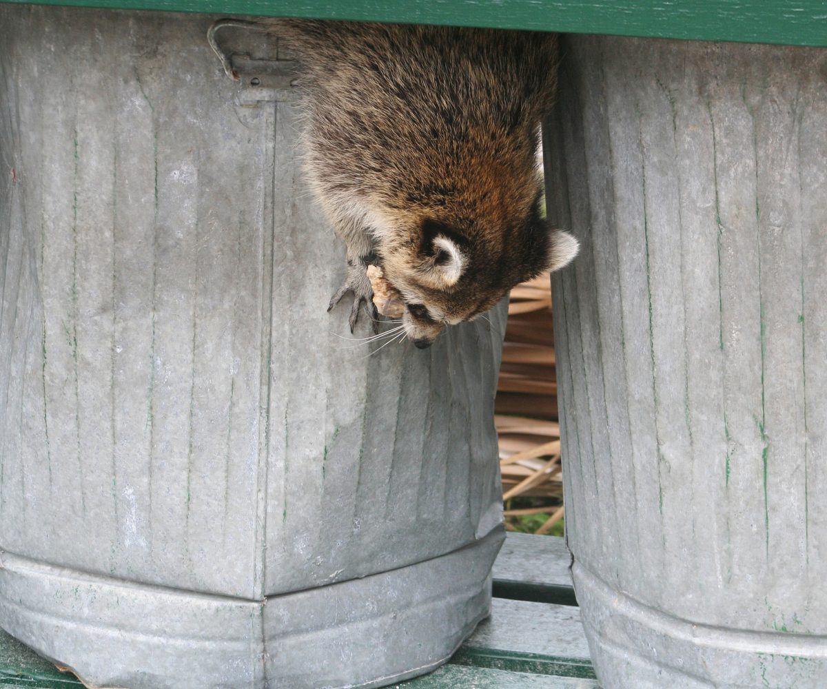 Signs that a Raccoon Has Rabies – Animal Control in NYC & New Jersey