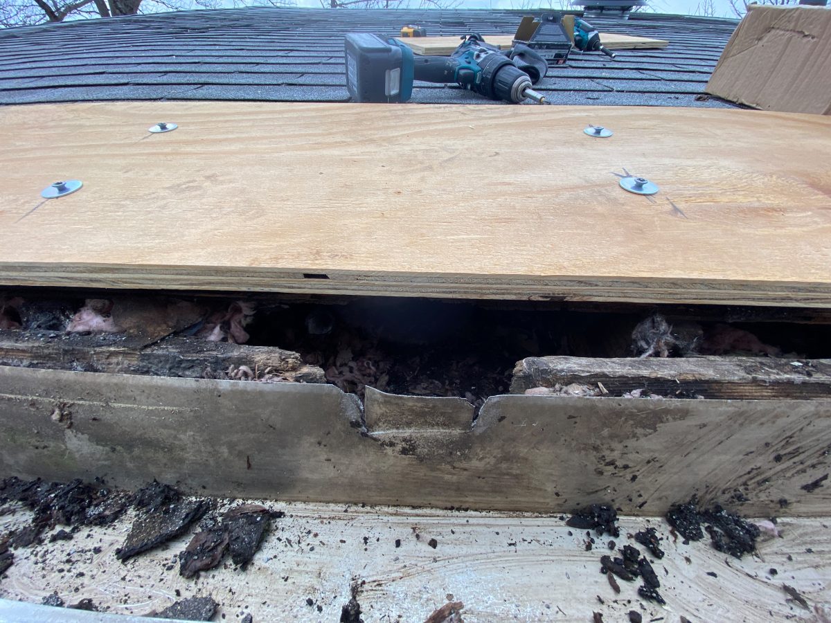 Animal Related Roof Damage – Animal Control in NYC & New Jersey
