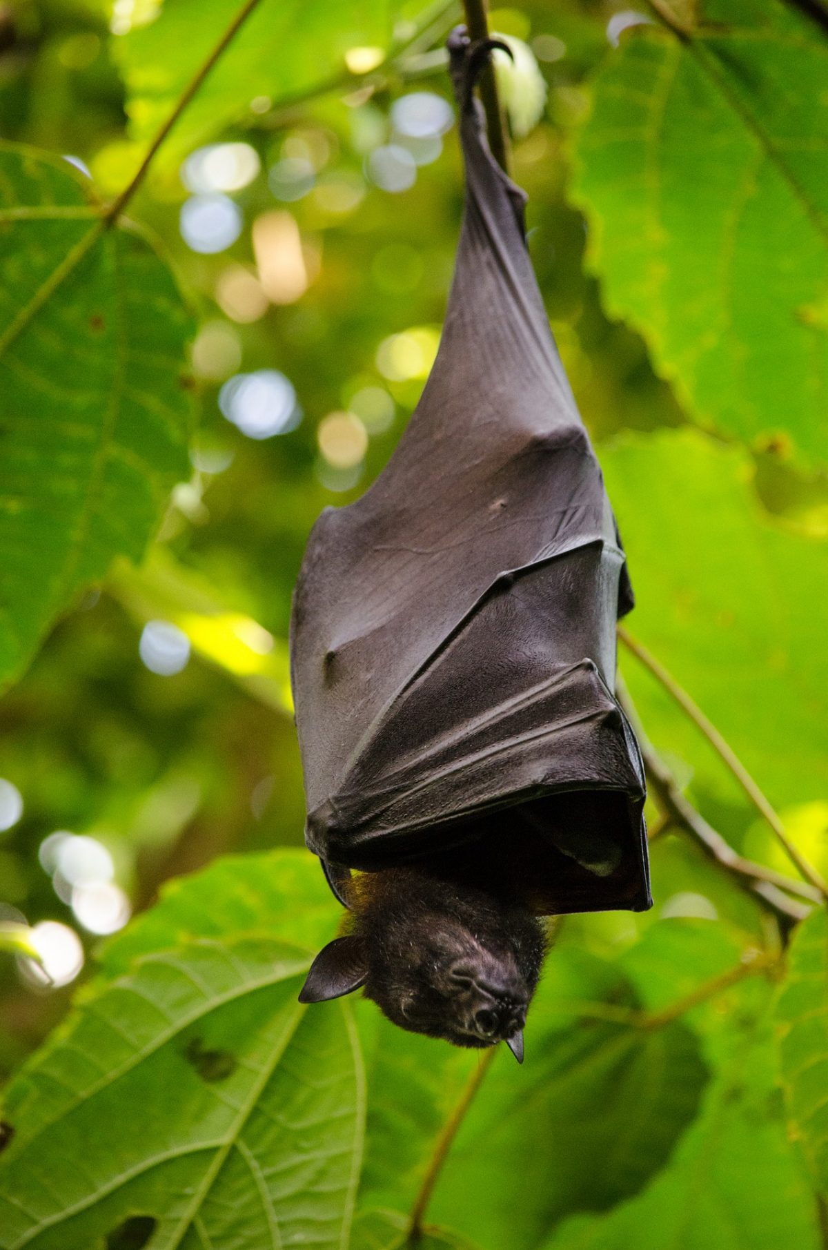 Property Damage and Health Hazards of Bat Droppings – Animal Control in ...