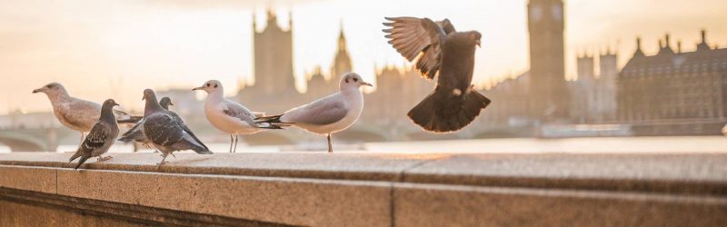 Myths and Facts About Birds and Bird Removal – Animal Control in NYC ...