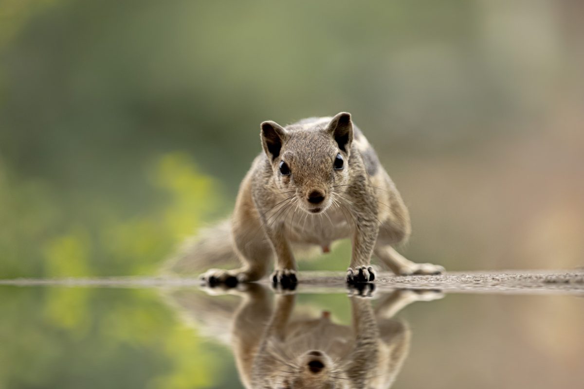 Tips for Locating Rodent Entry Spots – Animal Control in NYC & New Jersey
