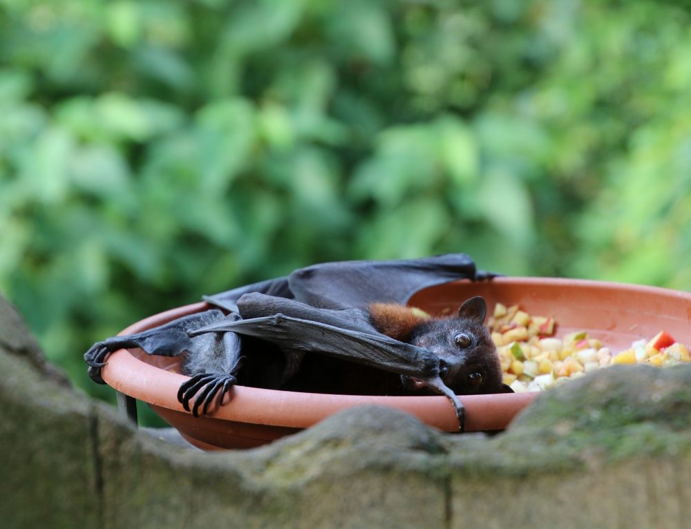 How Bat Exclusion Works – Animal Control in NYC & New Jersey