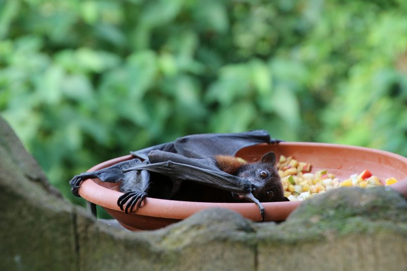 Contact Us – Animal Control in NYC & New Jersey